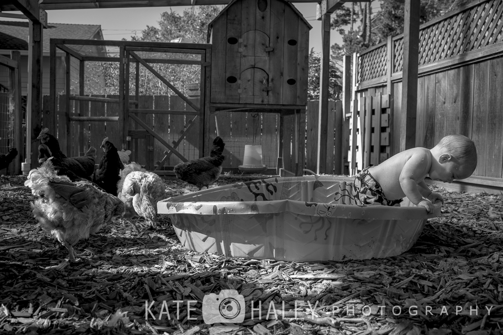 Kiddie Pools and Chicken Coops » Kate Haley Photography